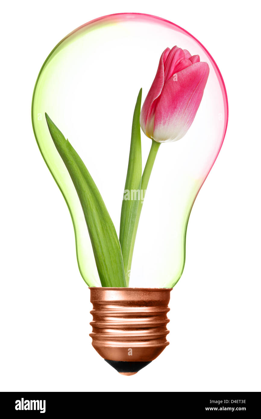 Lamp flower Cut Out Stock Images & Pictures - Alamy