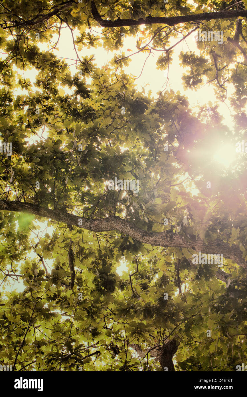 Sun Flare through Tree Foliage Stock Photo - Alamy