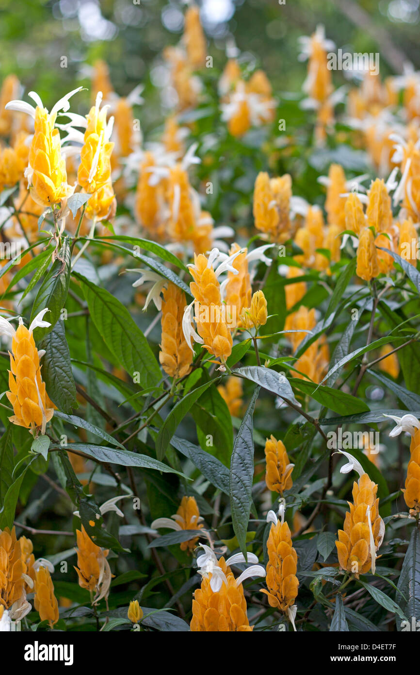 Soft-focus close-up of yellow flowers Stock Photo - Alamy