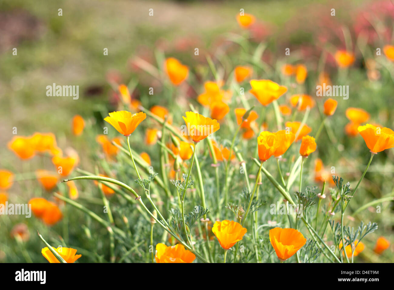 Yellow flowers bloom in the garden in the sun Stock Photo - Alamy