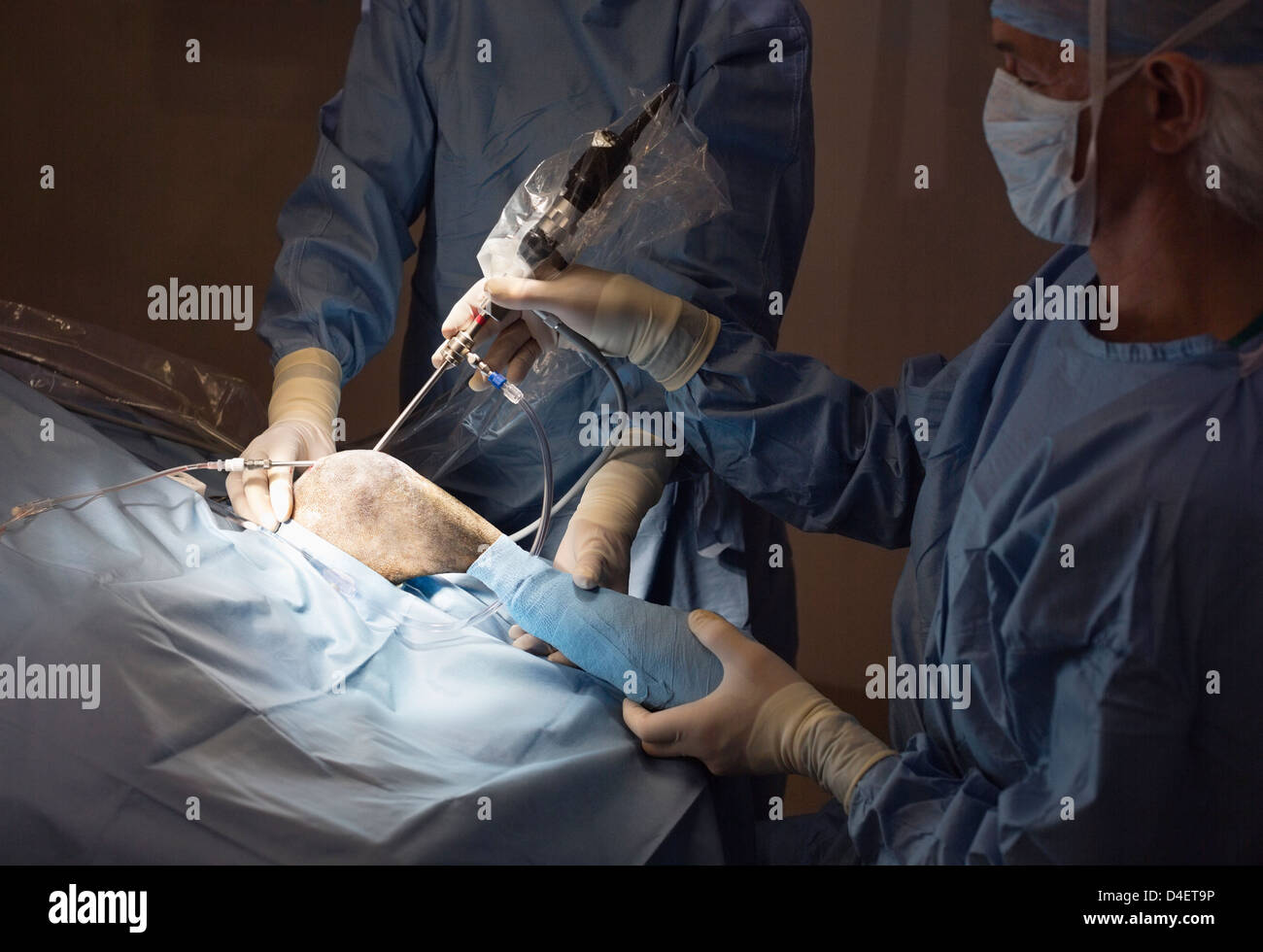 Surgeons at work in veterinary operating theater Stock Photo - Alamy