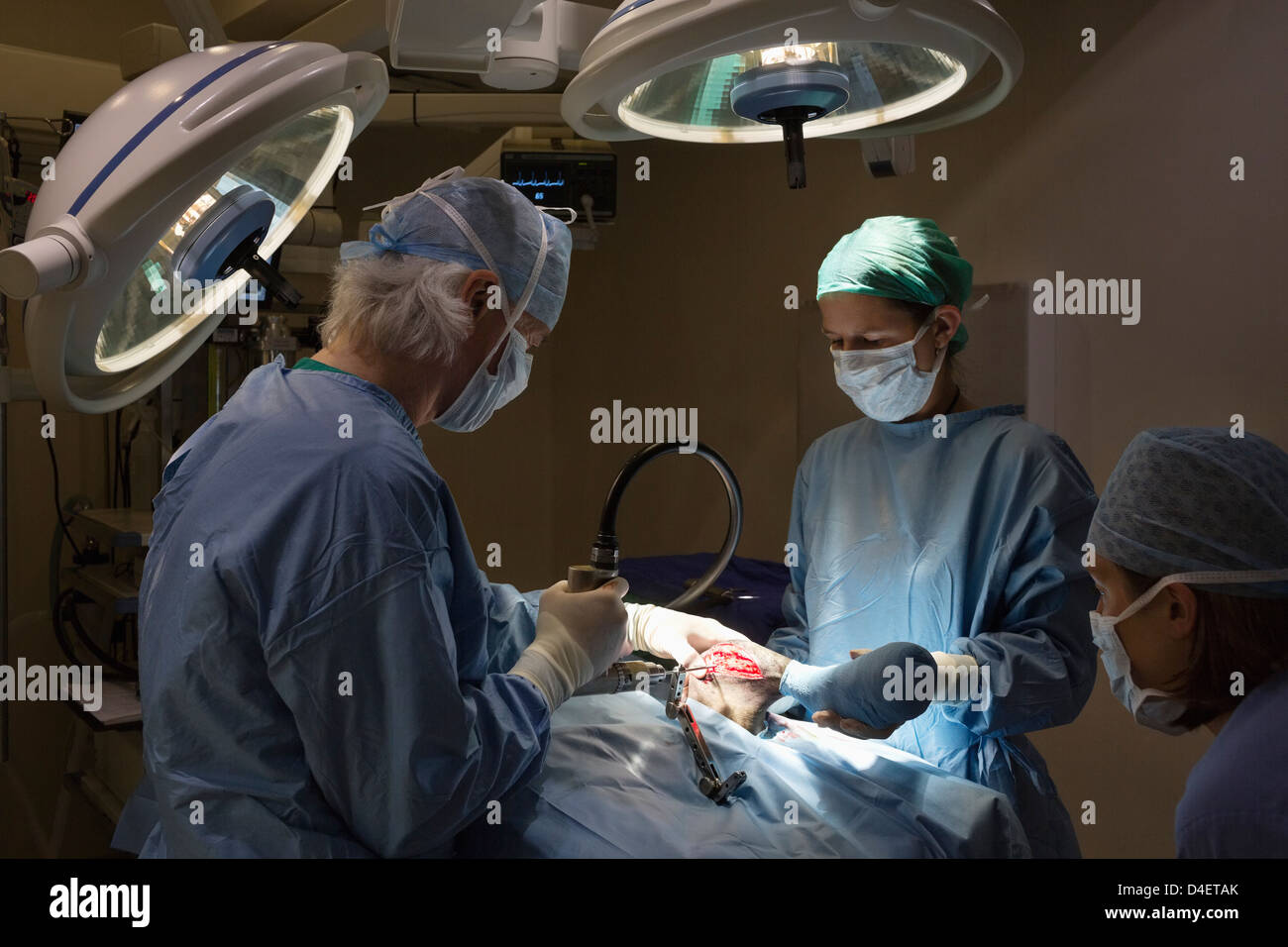 Surgeons at work in veterinary operating theater Stock Photo - Alamy