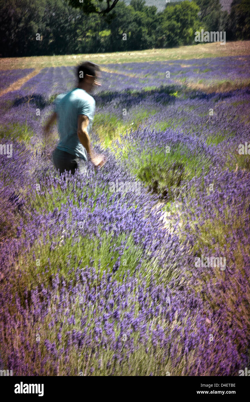 Man running in Lavender Field Stock Photo - Alamy
