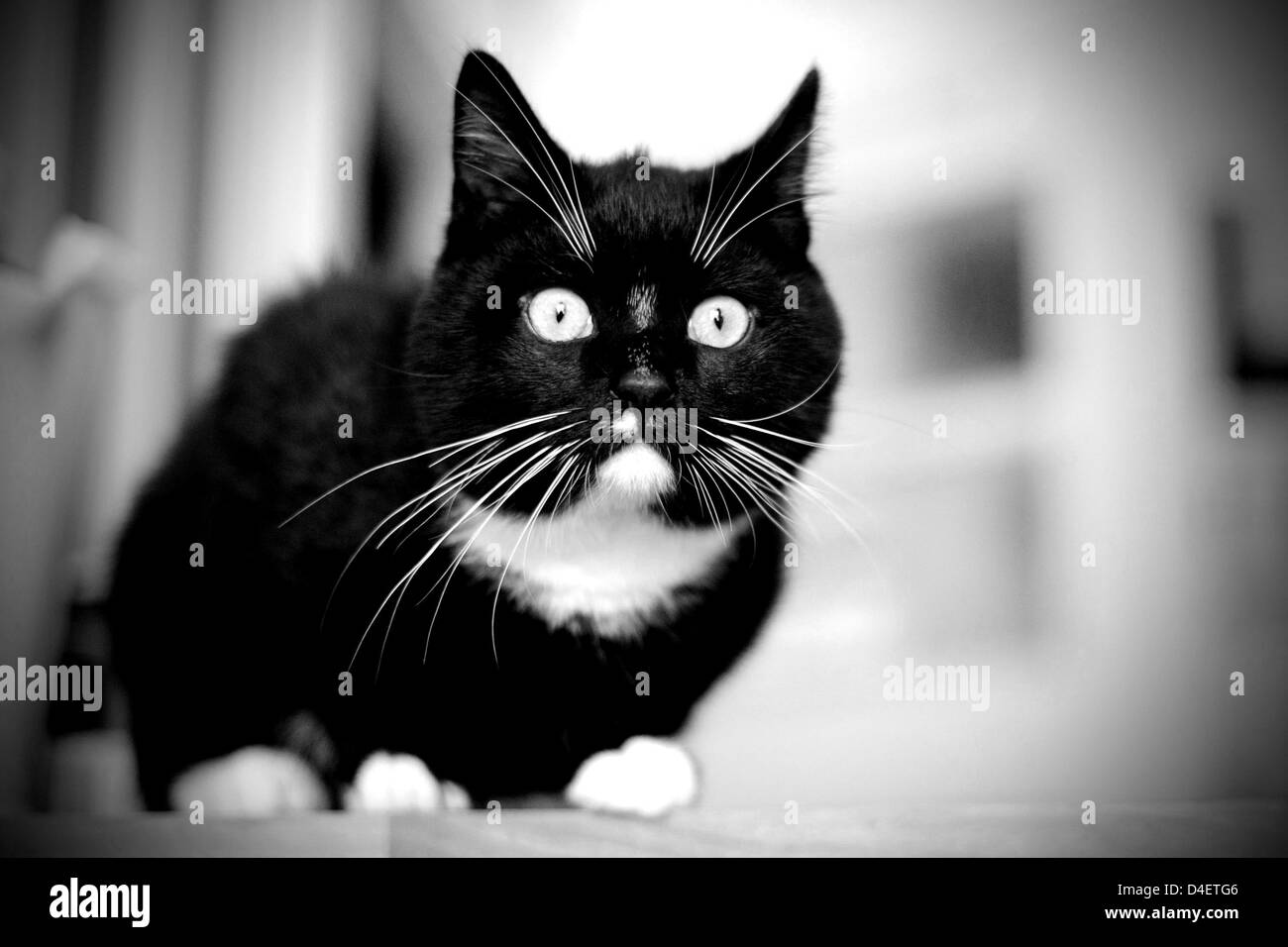 Haustiere Black and White Stock Photos & Images - Alamy