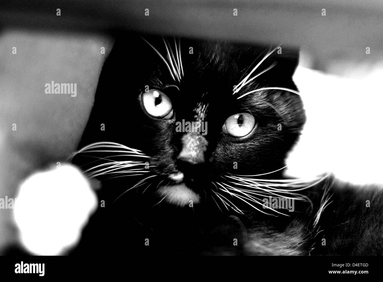 Haustiere Black and White Stock Photos & Images - Alamy