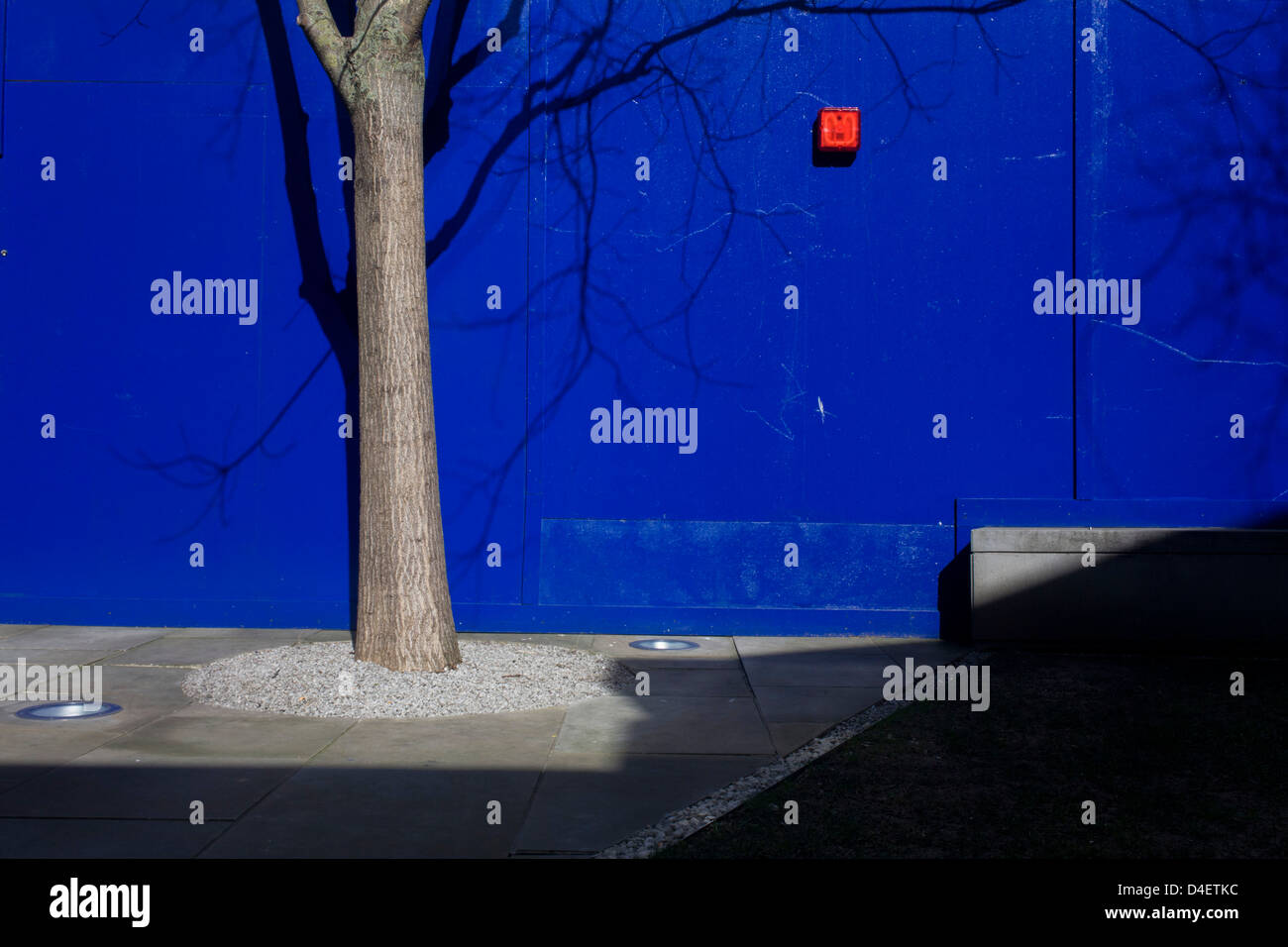 An urban tree is protected from a construction site by blue hoarding ...