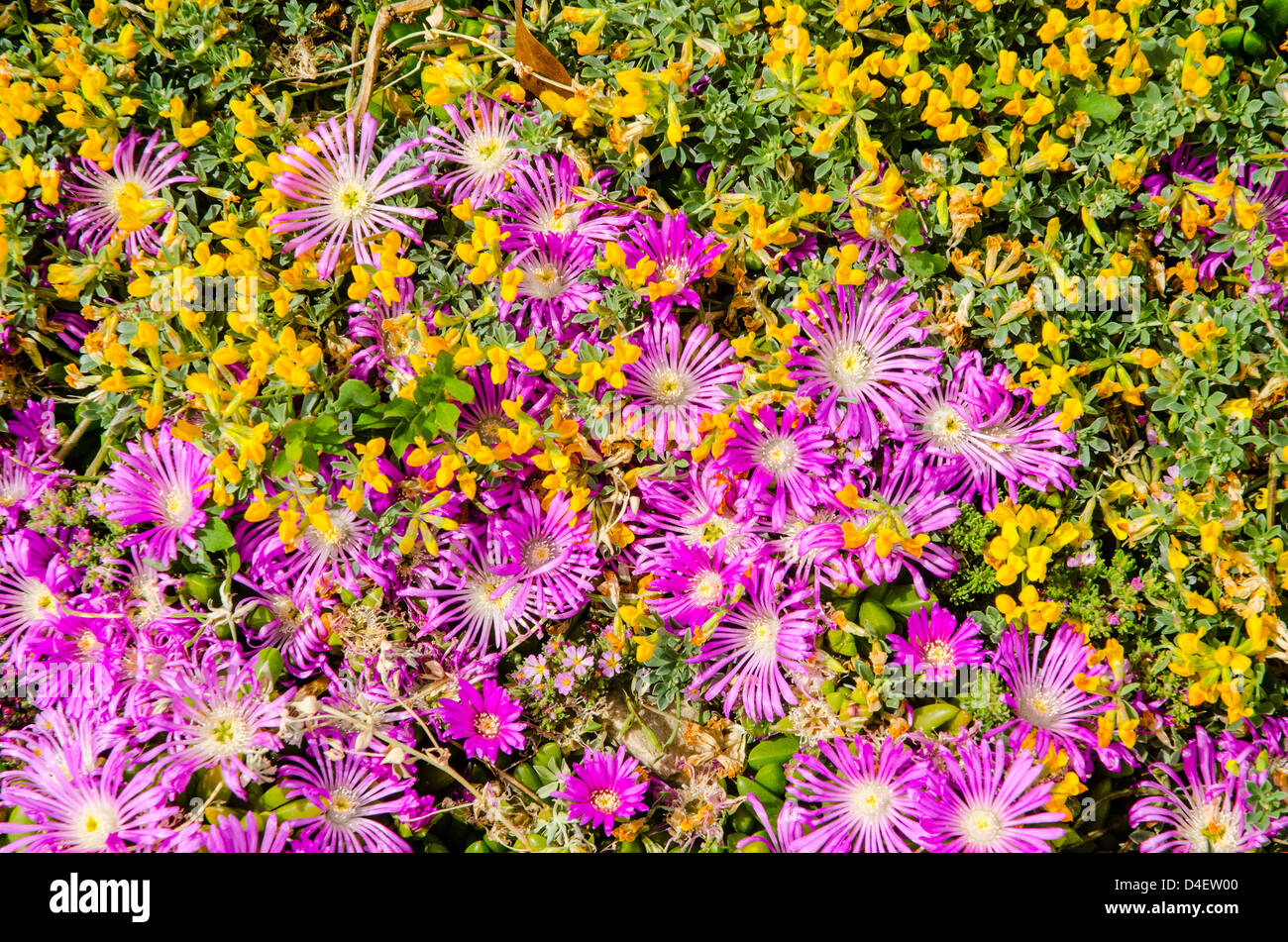 Carpet of flowers beside the Cami de Cavalls coastal path on Menorca in ...