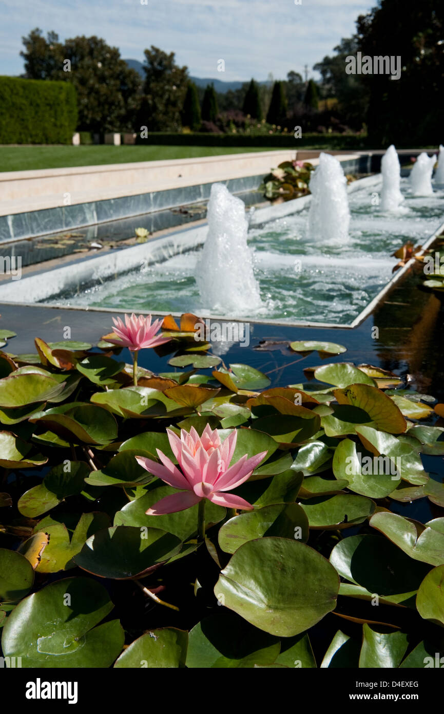 Water lilies in water feature hi-res stock photography and images - Alamy