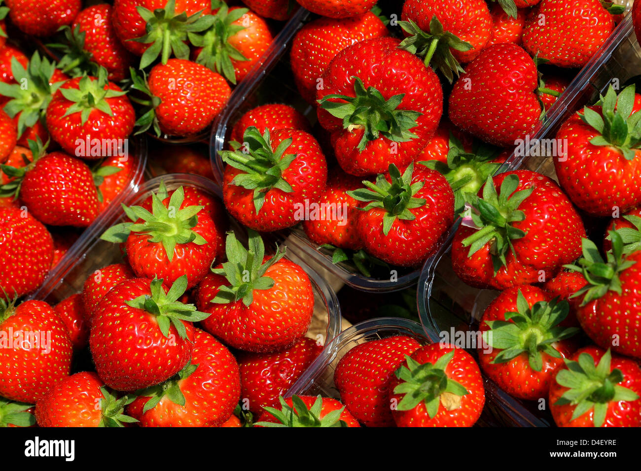Selm bork hi-res stock photography and images - Alamy