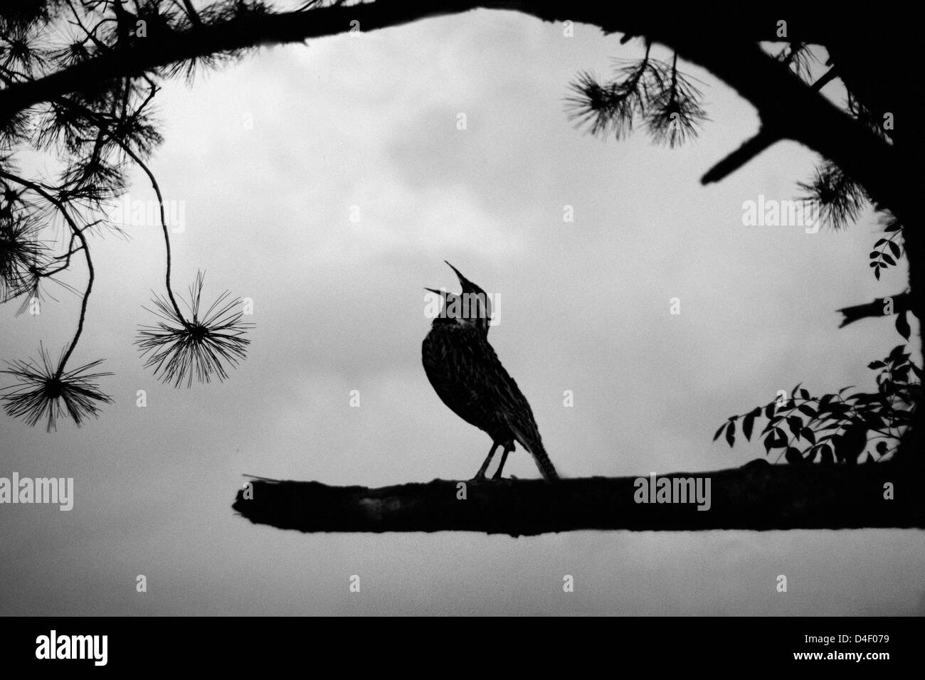 Trees Black And White With Birds