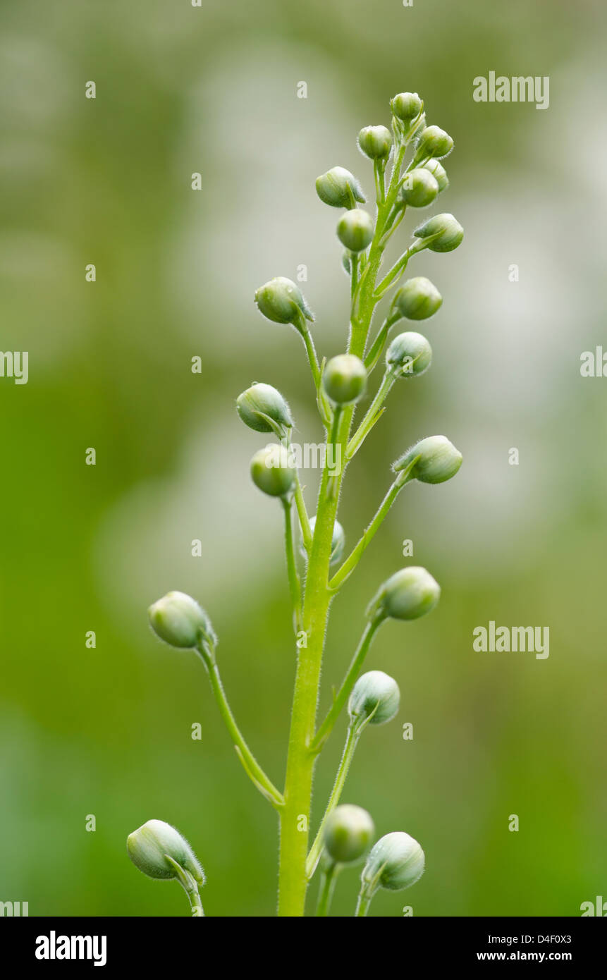 Stalk exterior hi-res stock photography and images - Alamy