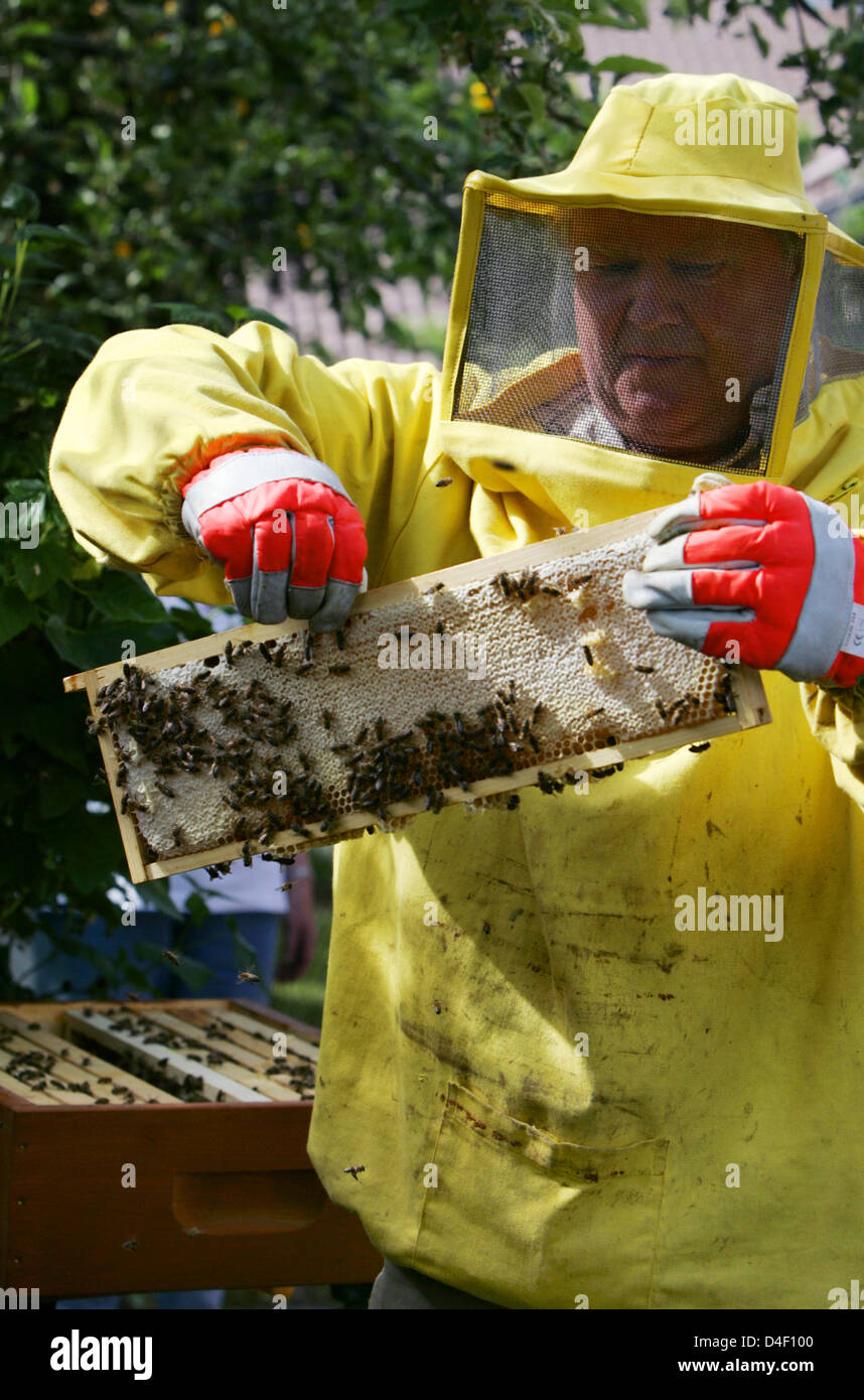 A beekeeper in protective clothing takes a honeycomb from a beehive in ...