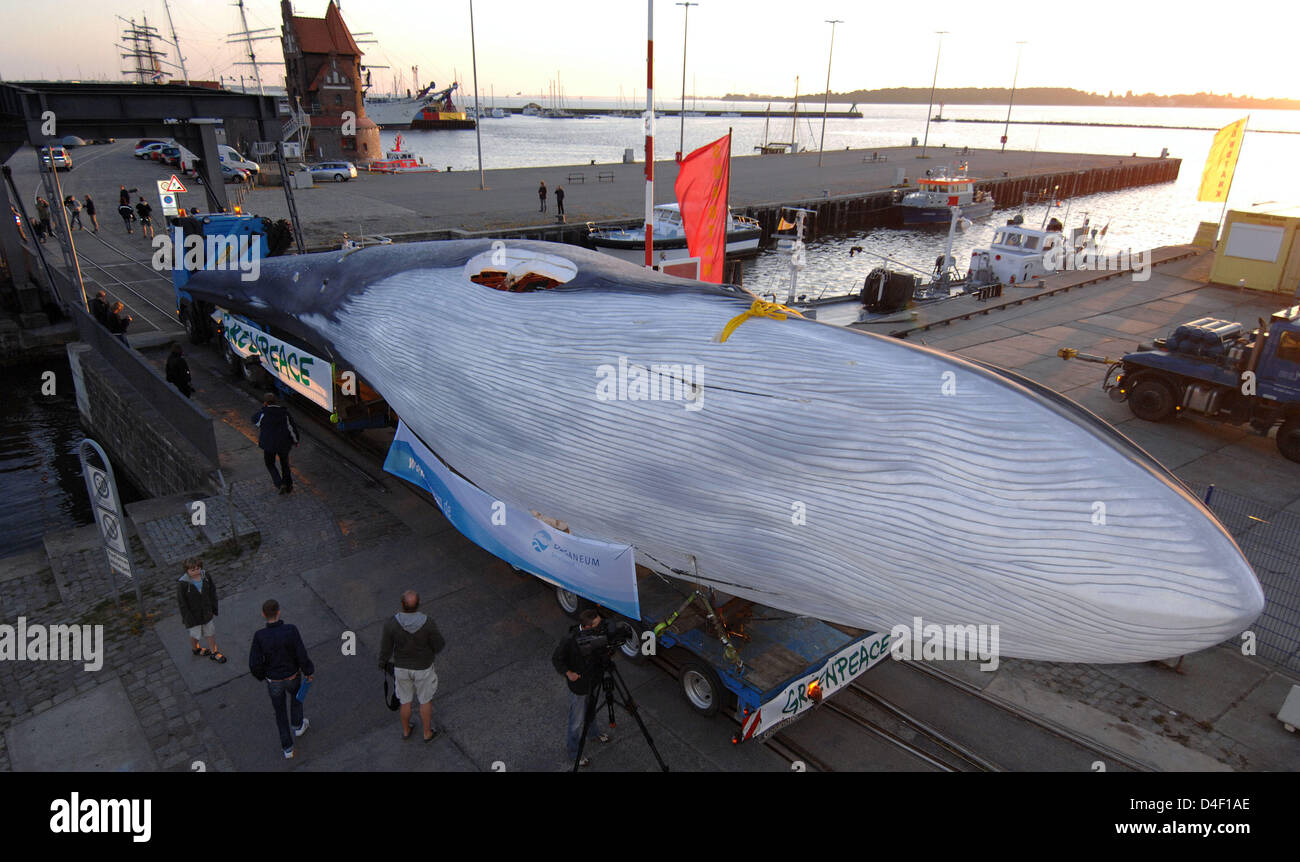 A flatbed truck transports a 26 meters long Blue Whale model made of ...
