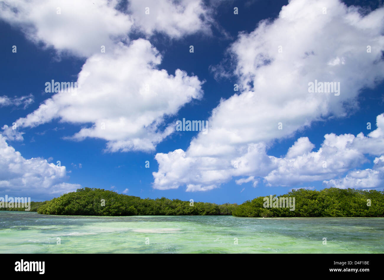 mangrove trees in caribbean sea Stock Photo - Alamy