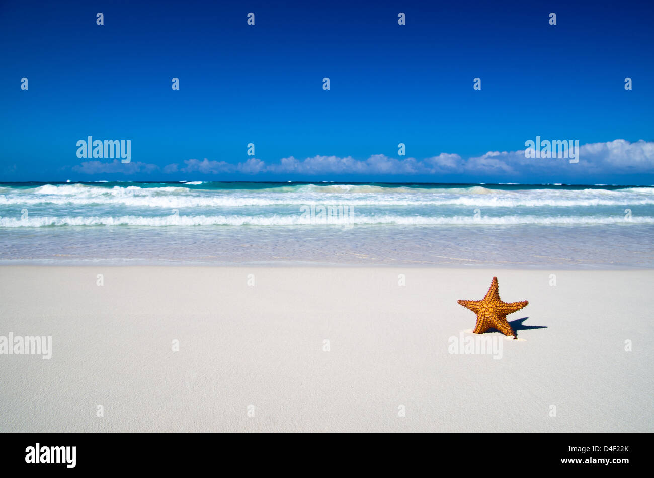Caribbean starfish over sand beach Stock Photo - Alamy