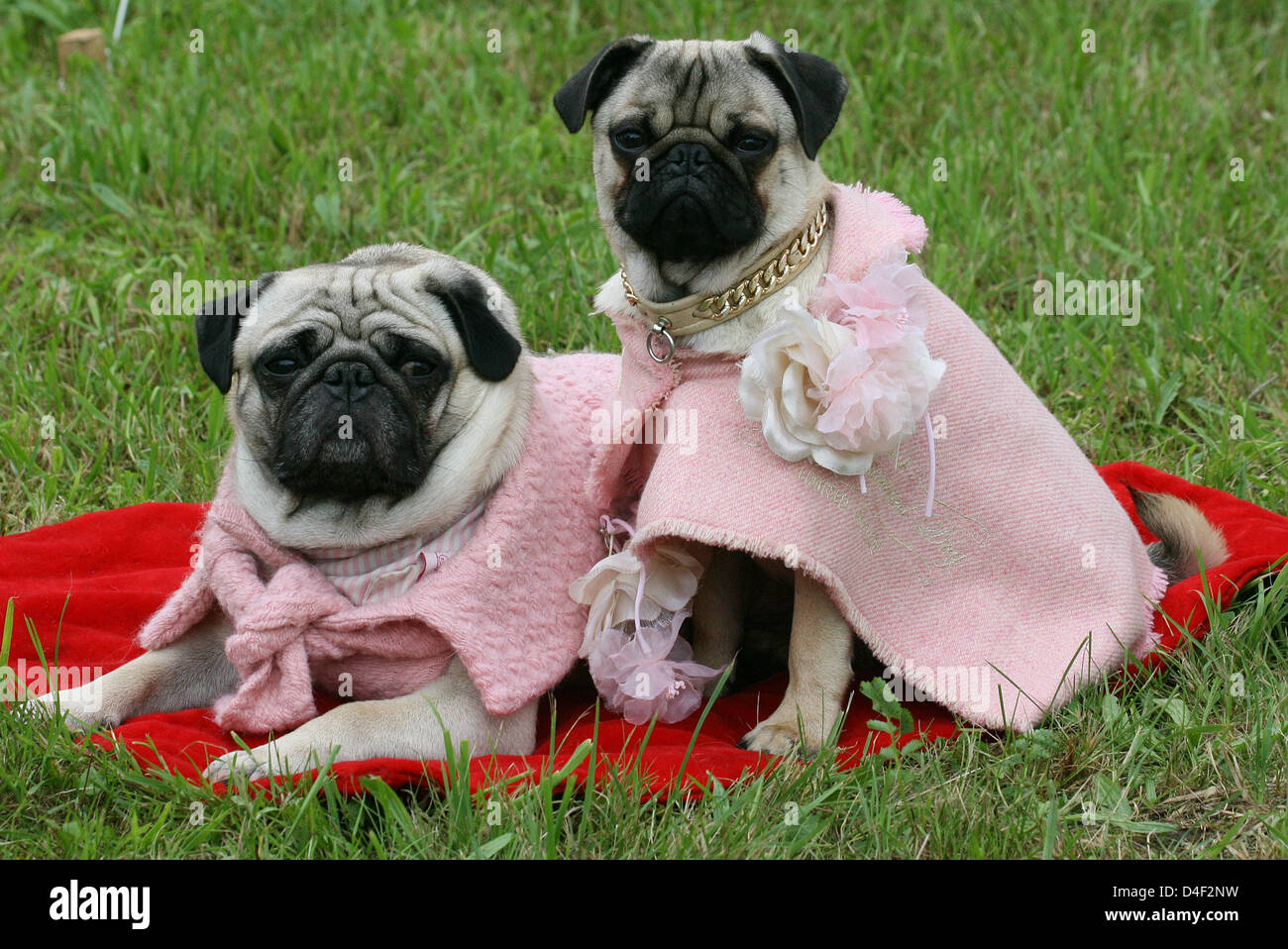 Mops 'Max' and mops 'Fritzchen' are dressed in a luxury cashmere travel ...