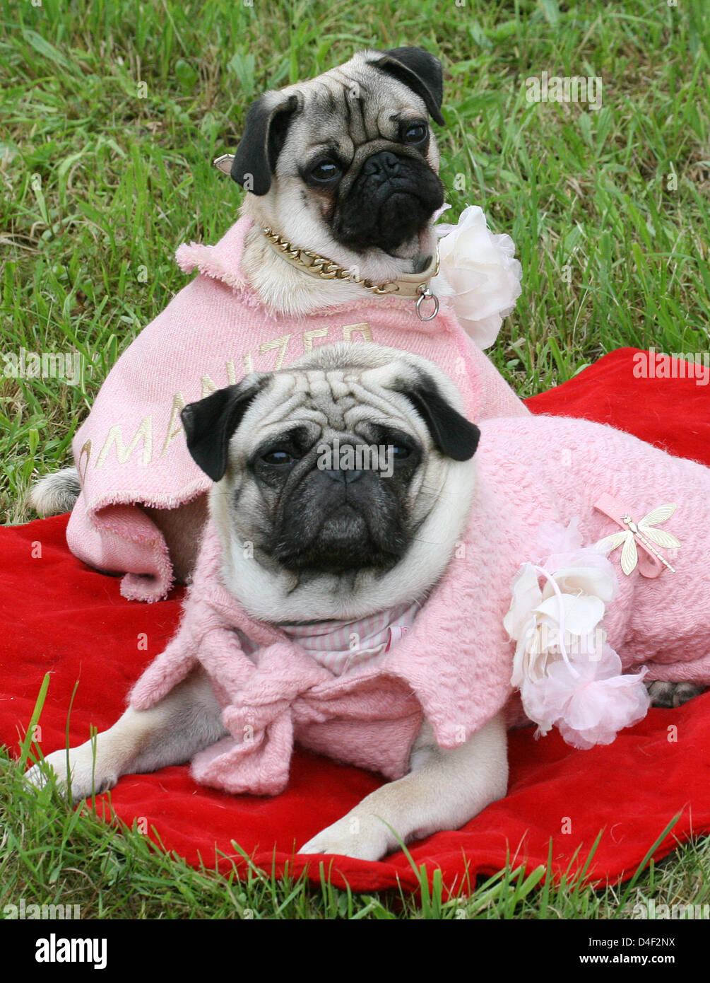 Mops 'Max' and mops 'Fritzchen' are dressed in a luxury cashmere travel ...
