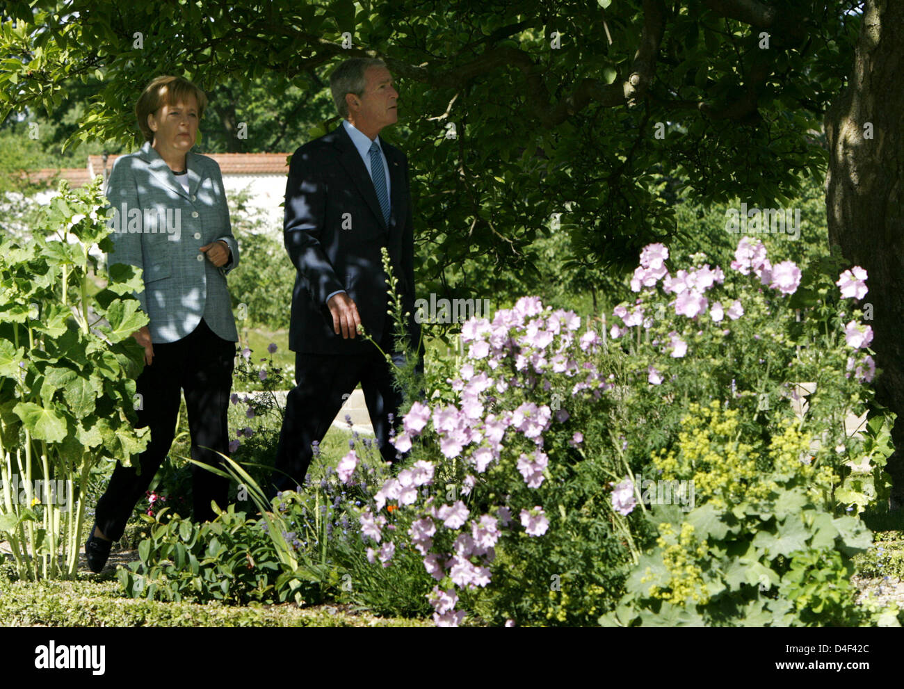 German Chancellor Angela Merkel (L) and US President George W. Bush (R ...