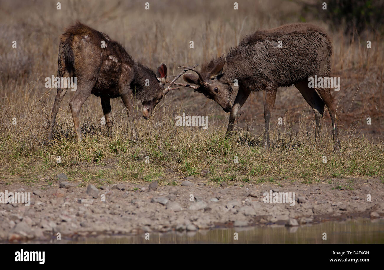 Two stags fighting in hi-res stock photography and images - Alamy