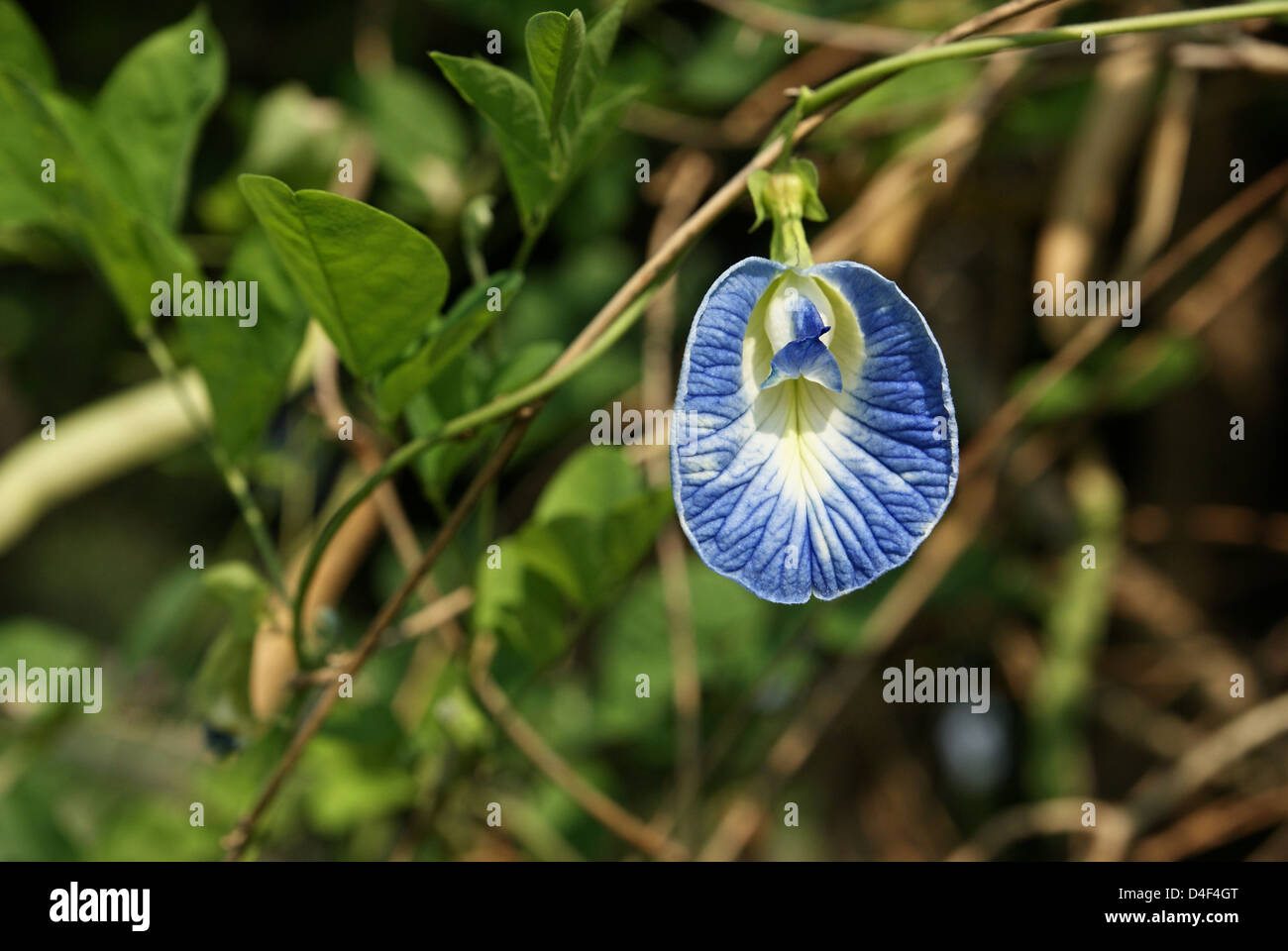 Creeper butterfly hi-res stock photography and images - Alamy