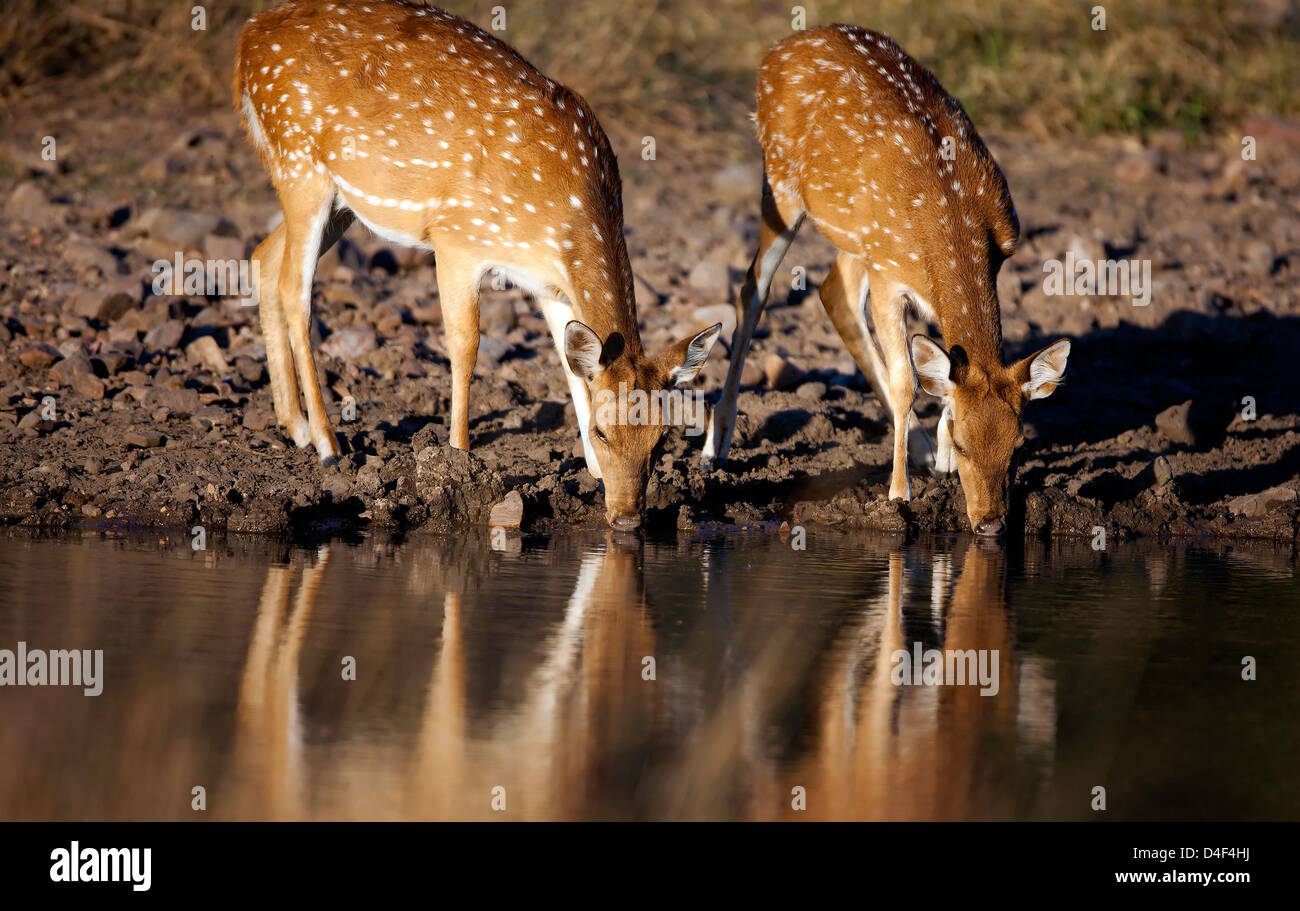 Spotted Deer drinking water in lake Stock Photo - Alamy
