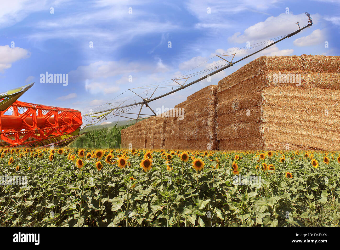layout for an organic straw bales, combine, sunflowers and corn field ...