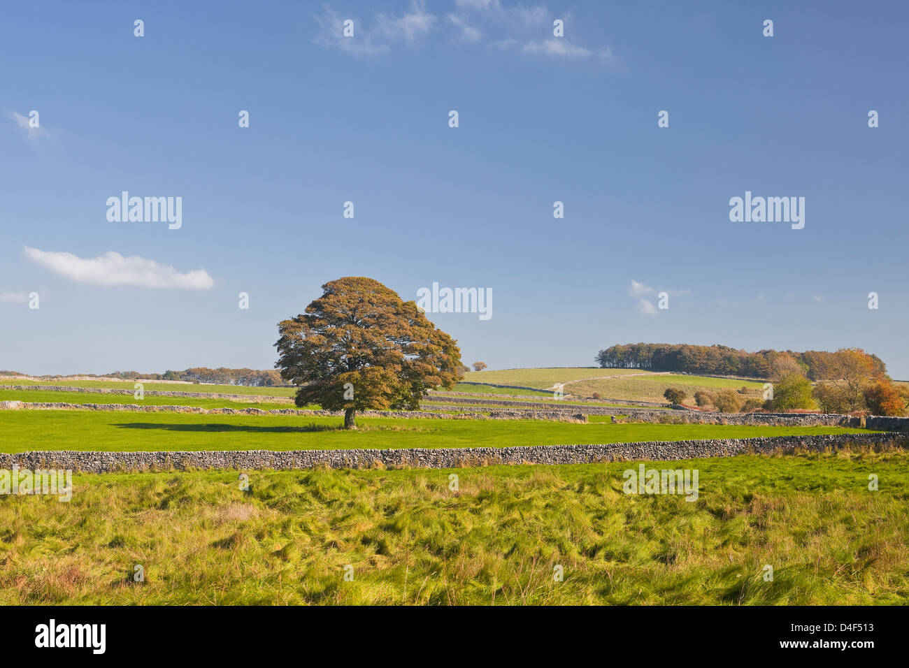 A solitary tree in the Peak District national park Stock Photo - Alamy