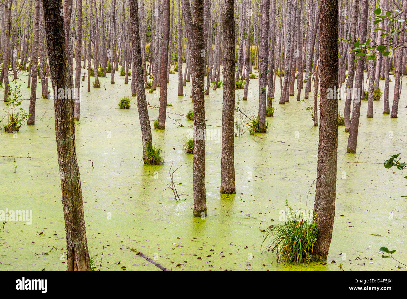 Thick forest in the green wet swamp - Poland, Gierloz Stock Photo - Alamy