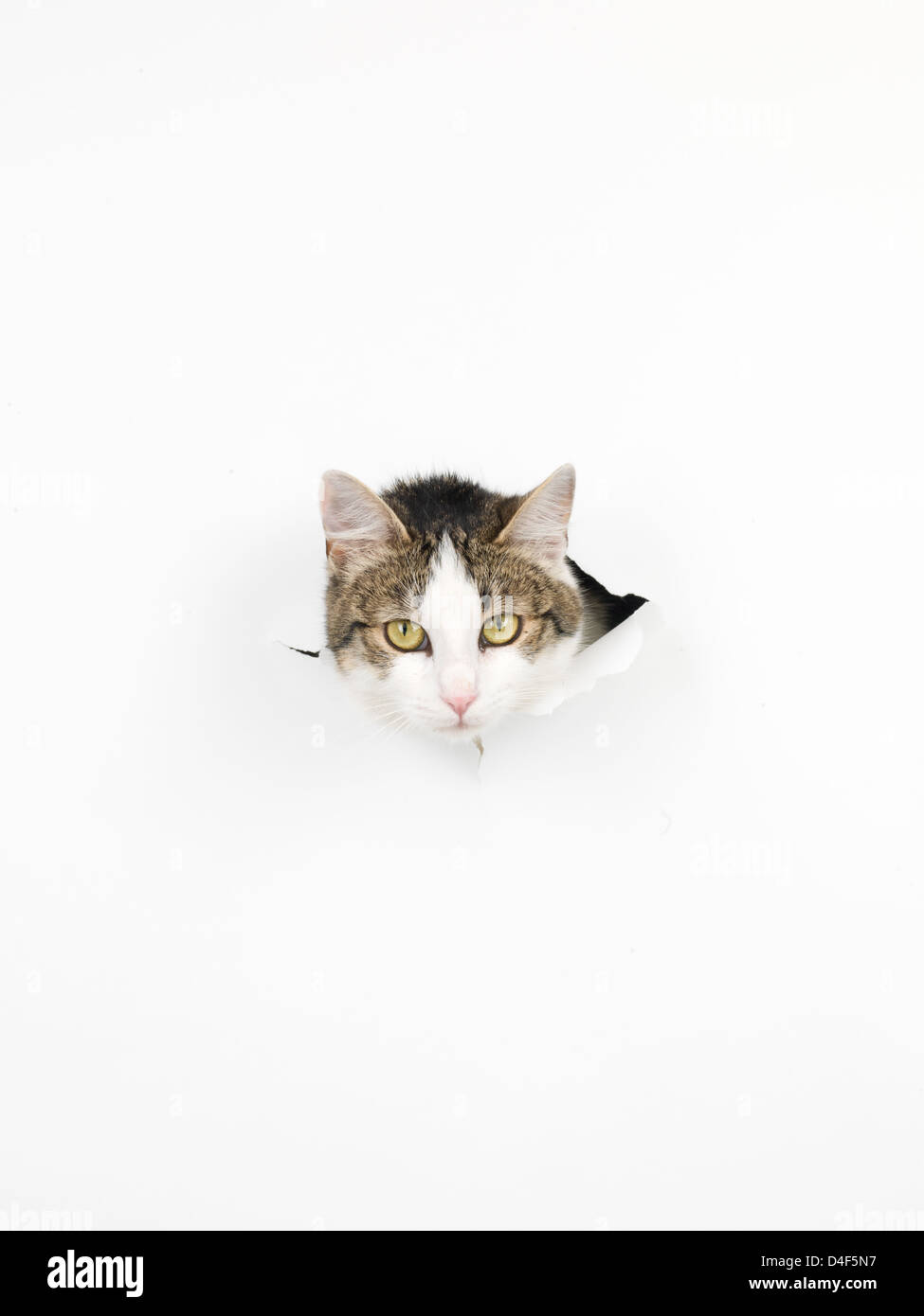 close-up of cat hed coming out through a hole in a white paper ...