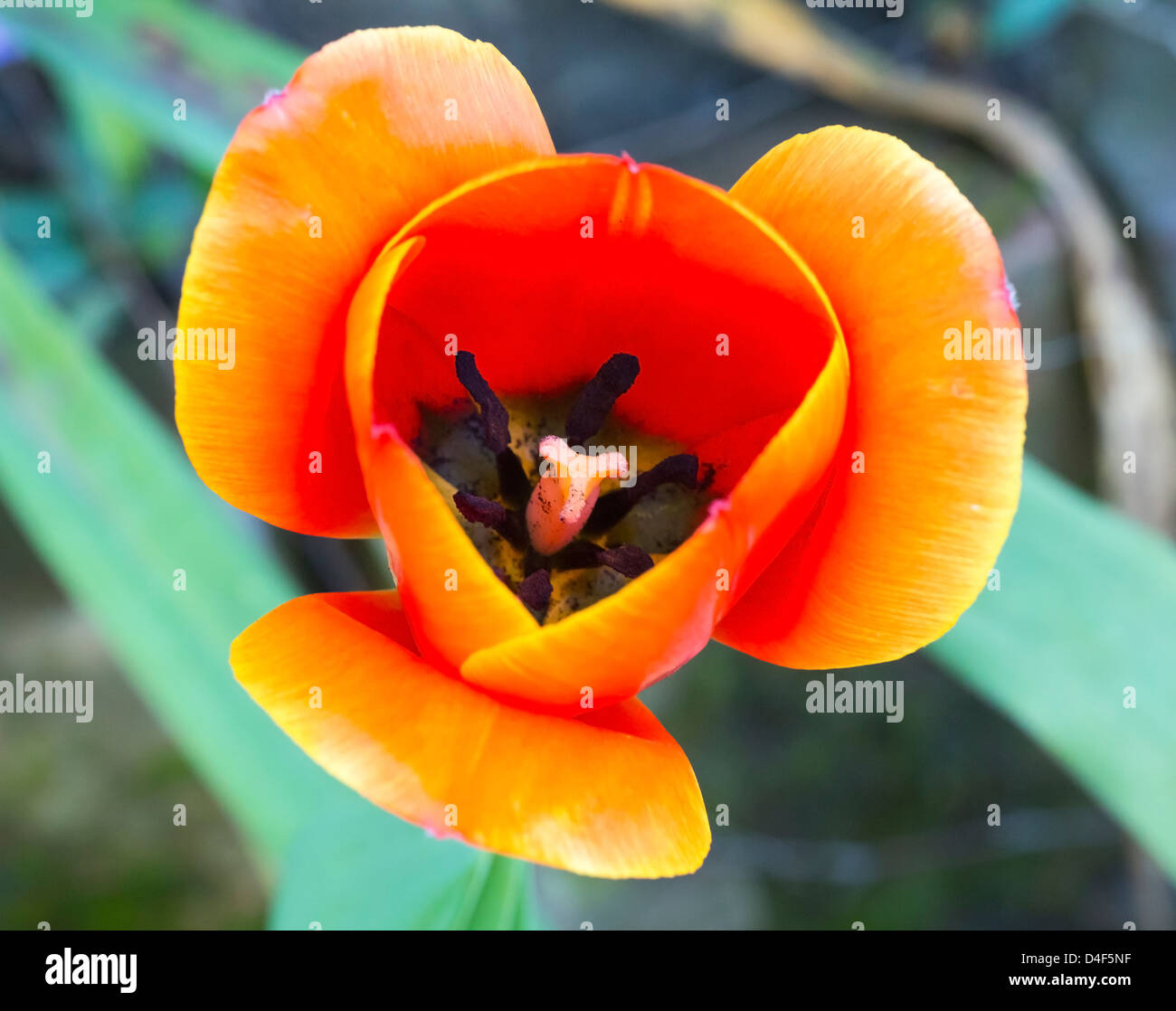 Red tulip flower (from above Stock Photo - Alamy