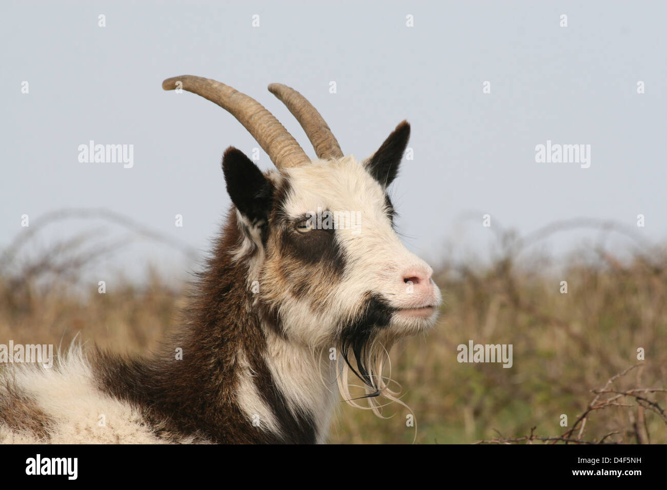 Male goat hi-res stock photography and images - Alamy
