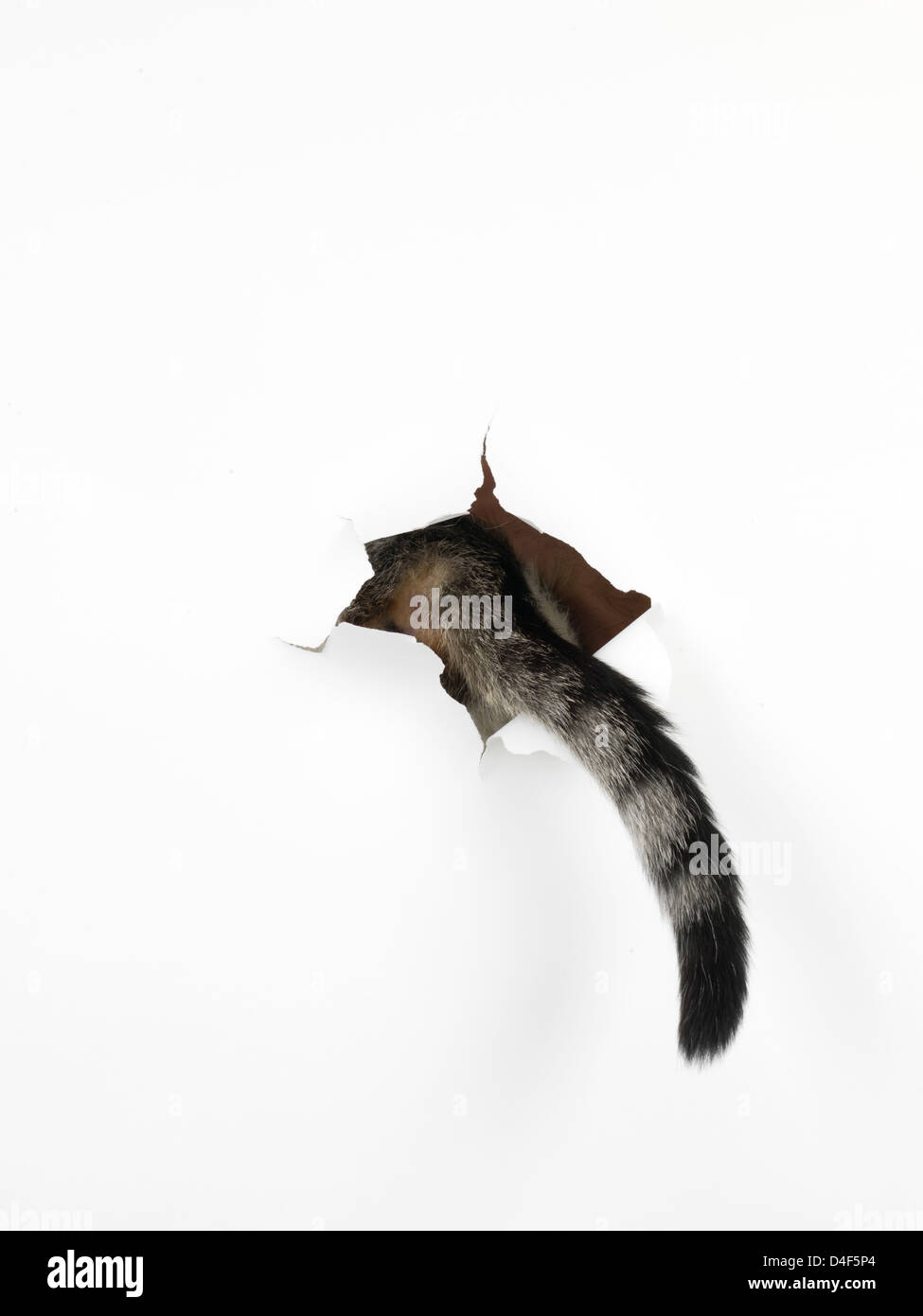a cat's tail coming out through a hole in a white paper, isolated Stock ...