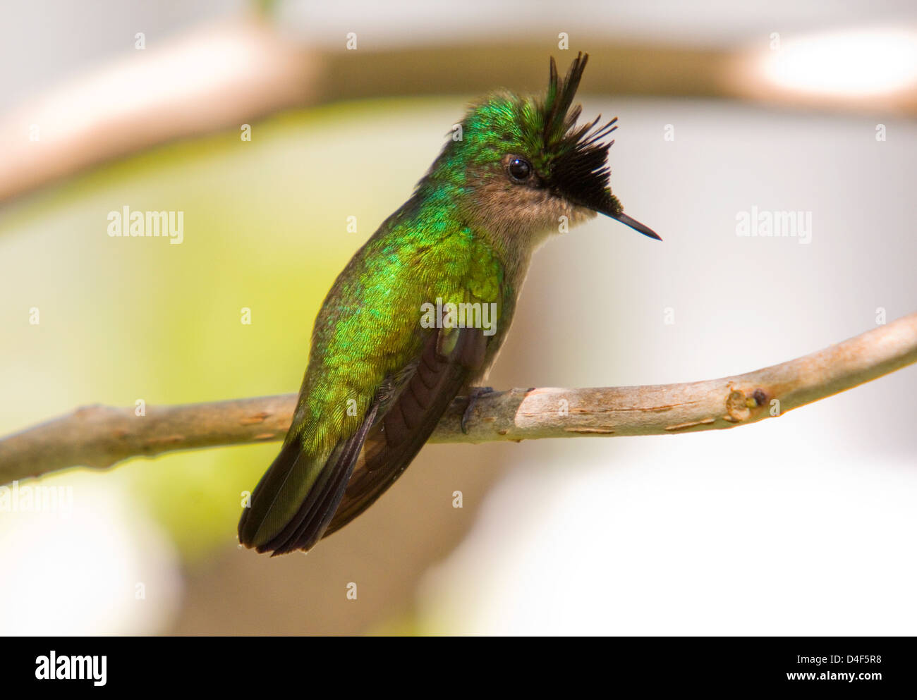 Perched Antillean Crested Humming Bird With Erect Head Crest Stock ...
