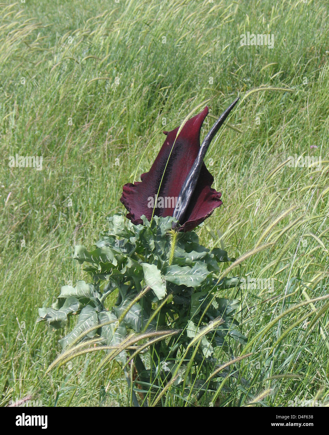 The picture shows a blooming calla near Plakias in the southwest of ...