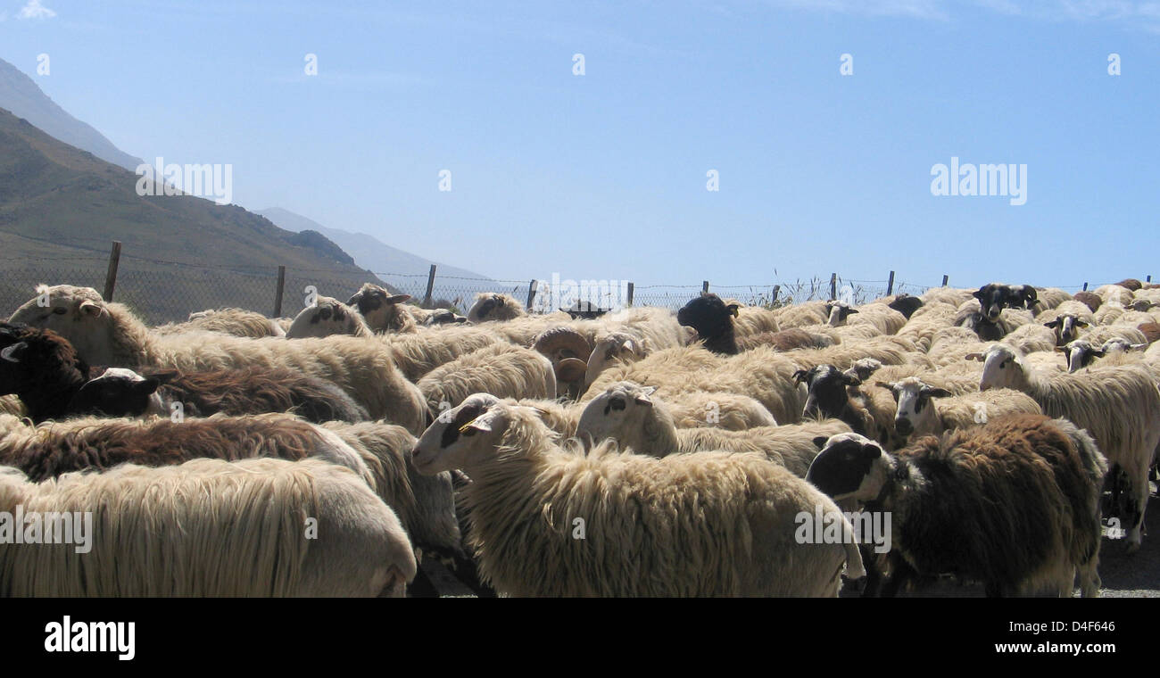 The picture shows a herd of sheep near the Preveli monastery on Crete ...