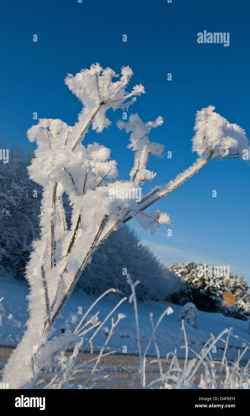 Frosty Cow Parsley High Resolution Stock Photography and Images - Alamy