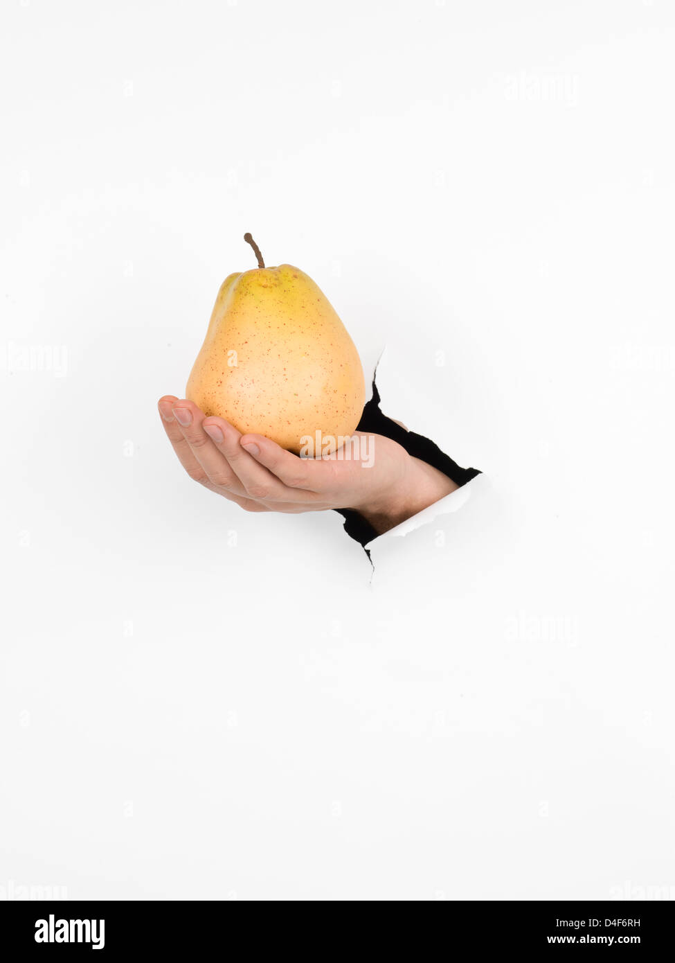 close-up of male hand holding a yellow pear through a torn white paper ...