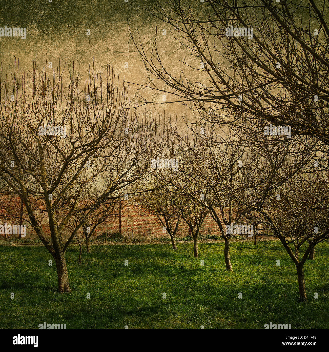 Rough garden branch texture hi-res stock photography and images - Alamy