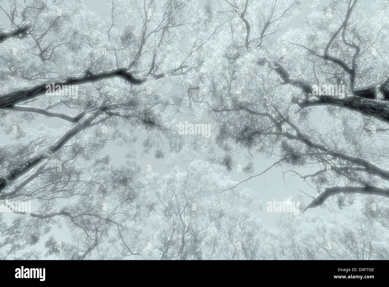 Tree canopy pattern hi-res stock photography and images - Alamy