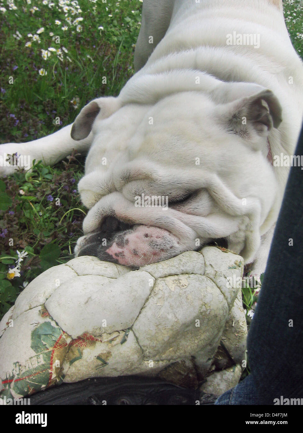Dutch Soccer Legend Johan Cruyff High Resolution Stock Photography and ...