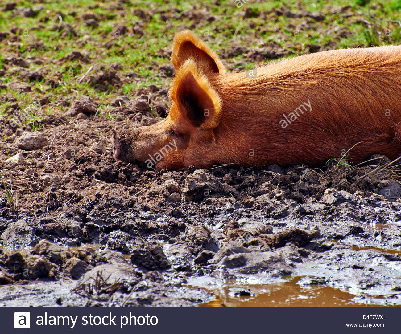 Pig In Mud Uk High Resolution Stock Photography and Images - Alamy