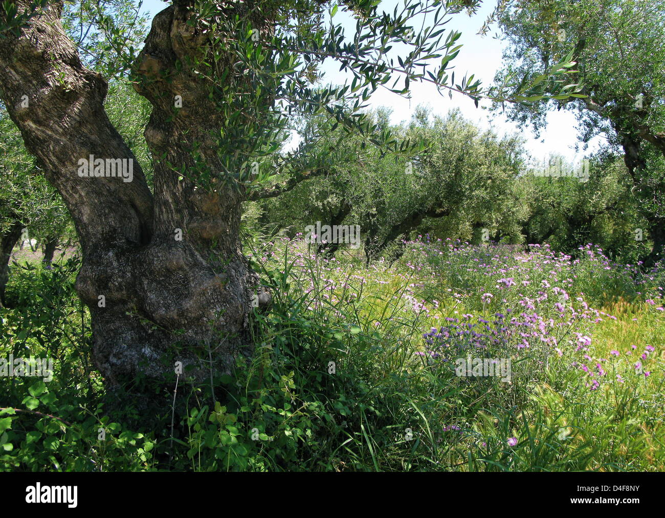 The picture shows old olive trees on the island of Zakynthos, Greece ...