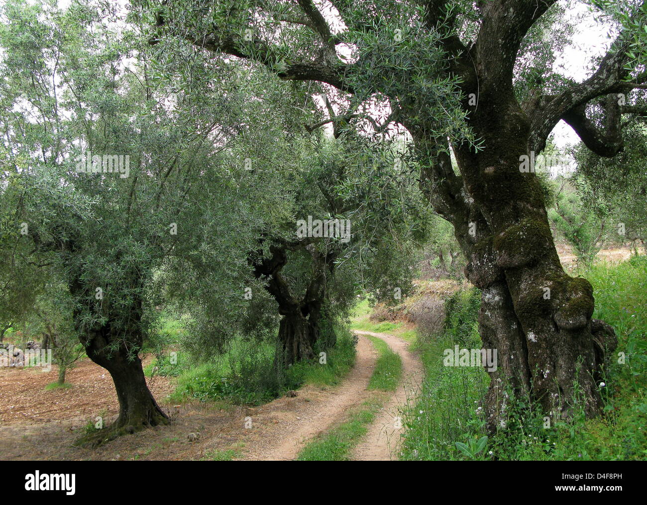 The picture shows olive trees near Agalas on the island of Zakynthos ...