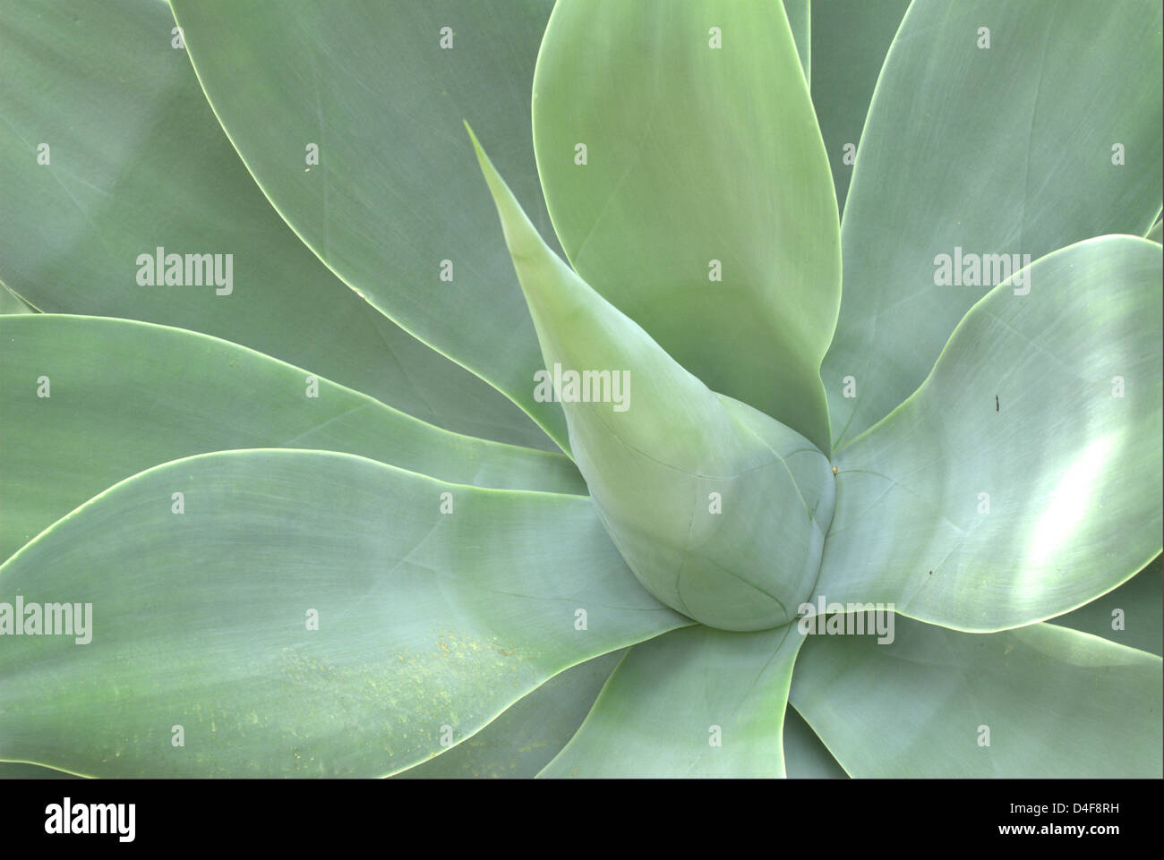 The picture shows the leaves of an agave near Dolcedo, Italy, June 2008 ...