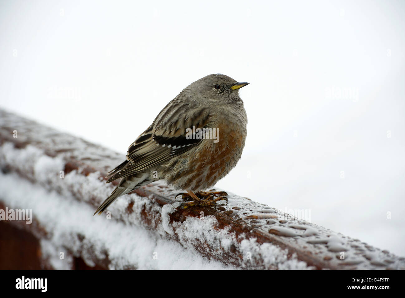 An Alpine Accentor (Prunella collaris) at the Balea Lac Hotel If Ice in ...