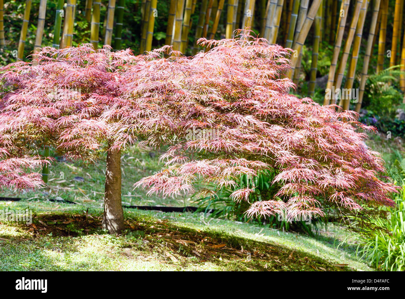 Tree plant botany bamboo hi-res stock photography and images - Alamy