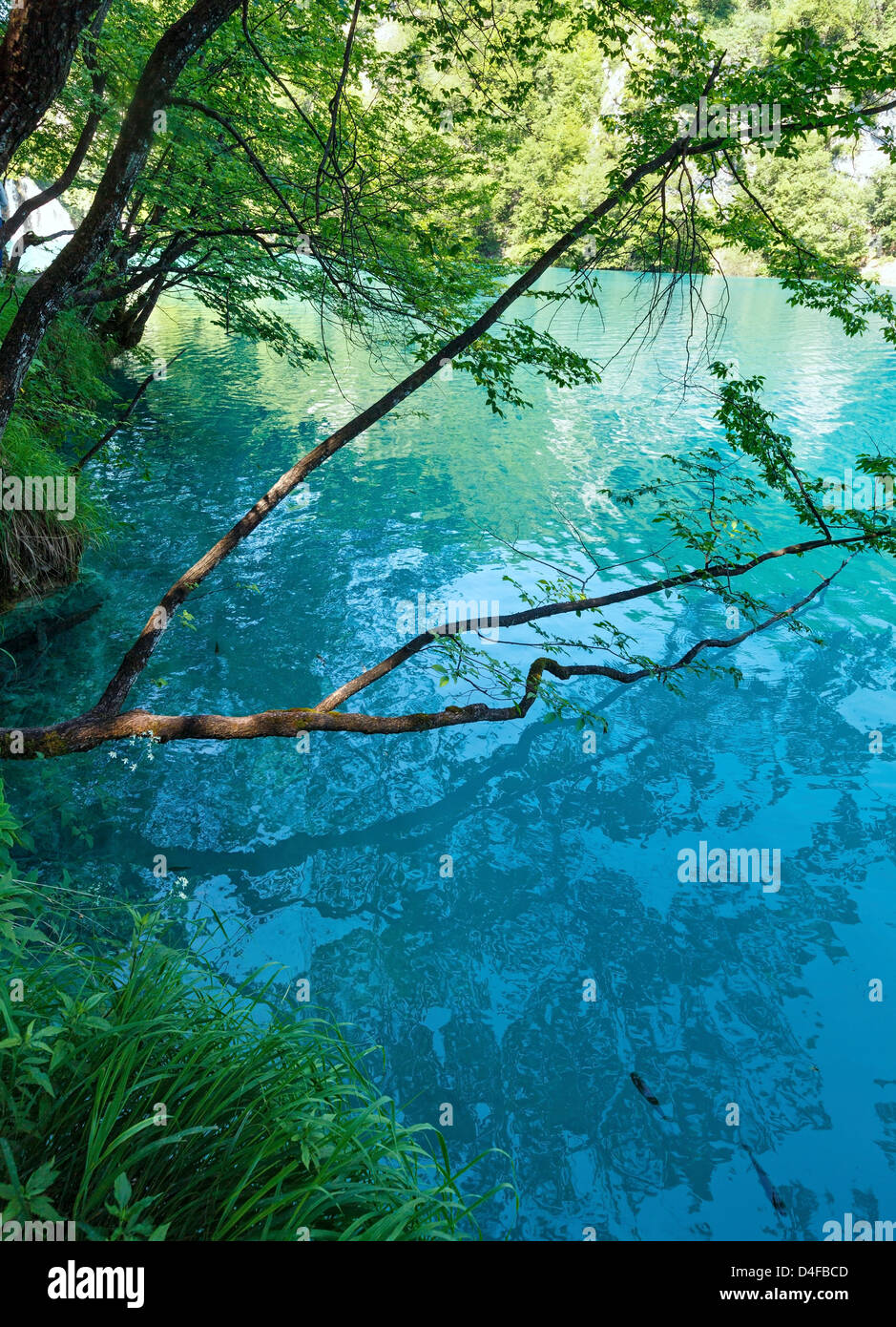 Summer azure limpid transparent lake view and reflection of tree in ...