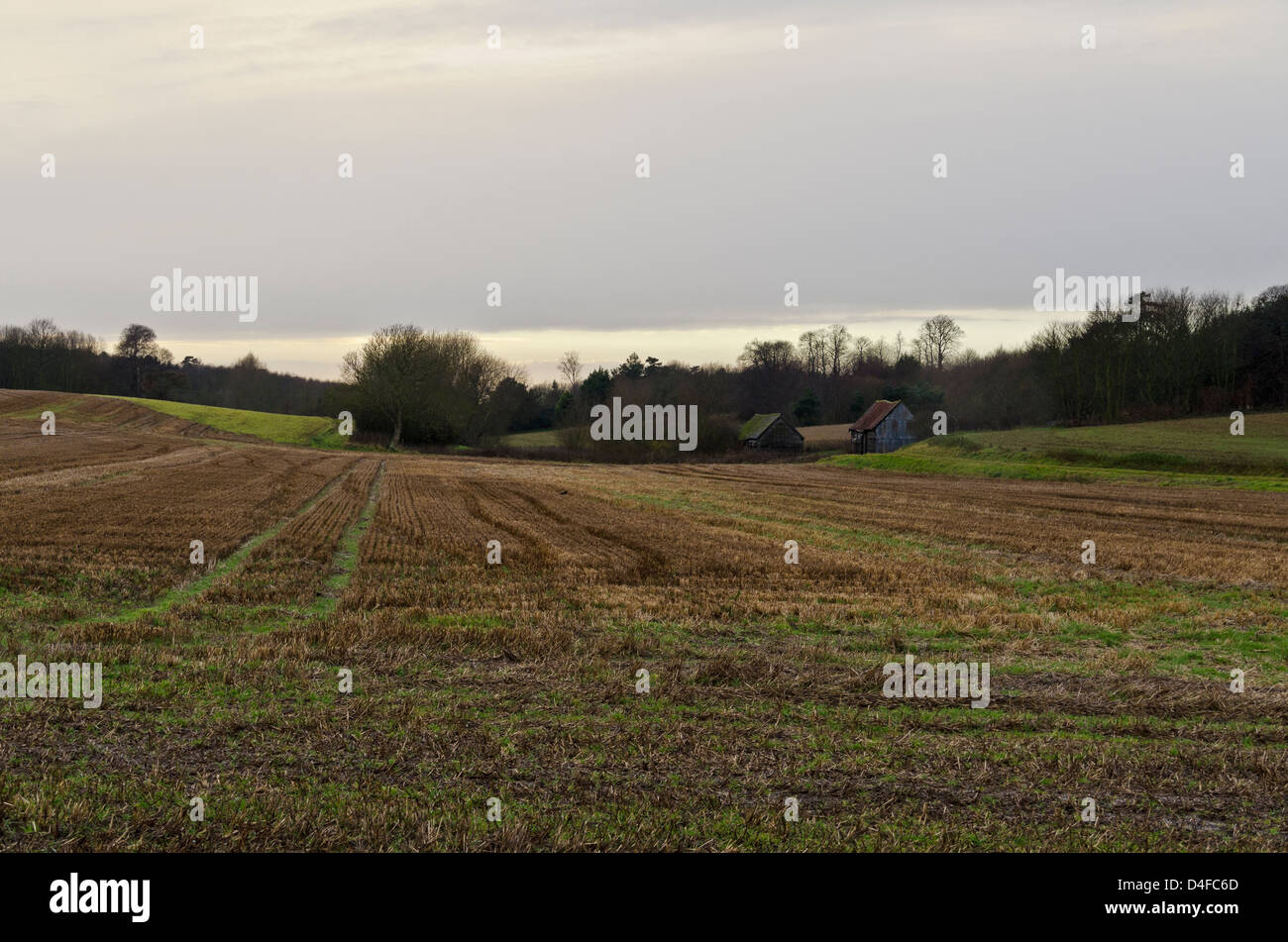 Suffolk field in winter Stock Photo - Alamy