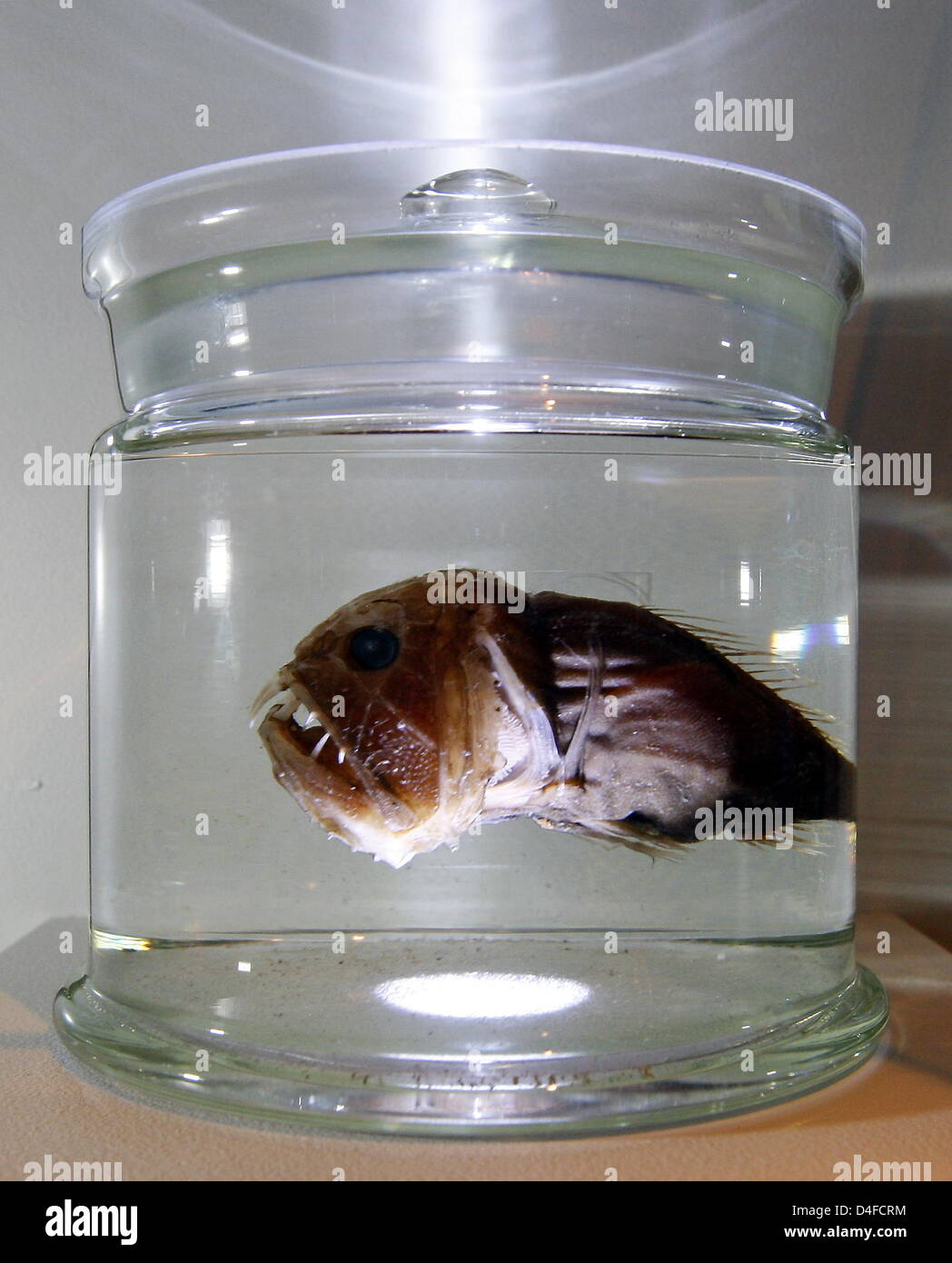 Fangtooth hi-res stock photography and images - Alamy