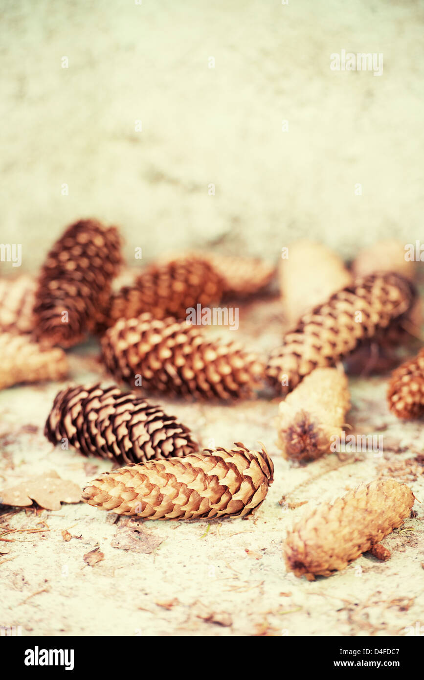 Autumn still life with pine cones Stock Photo - Alamy